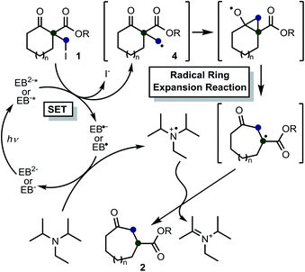 Organic dye-catalyzed radical ring expansion reaction - RSC Advances ...