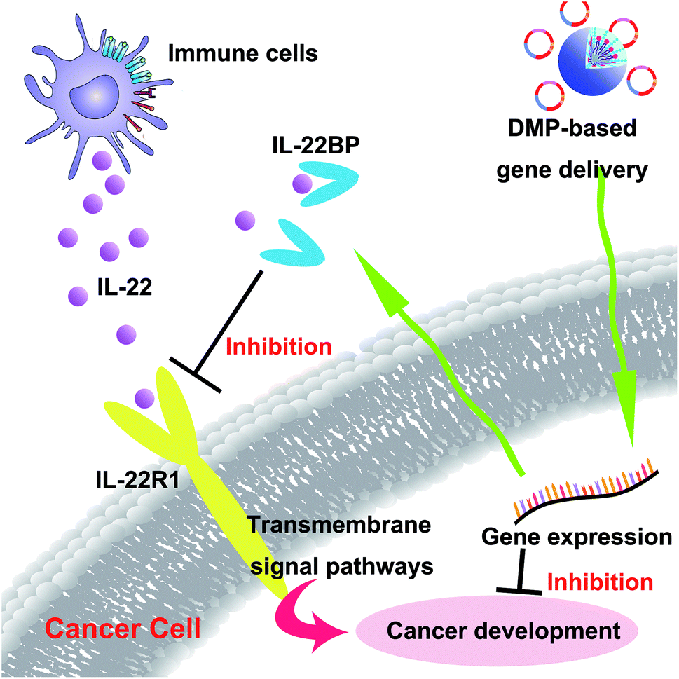 Delivery of interleukin-22 binding protein (IL-22BP) gene by cationic ...