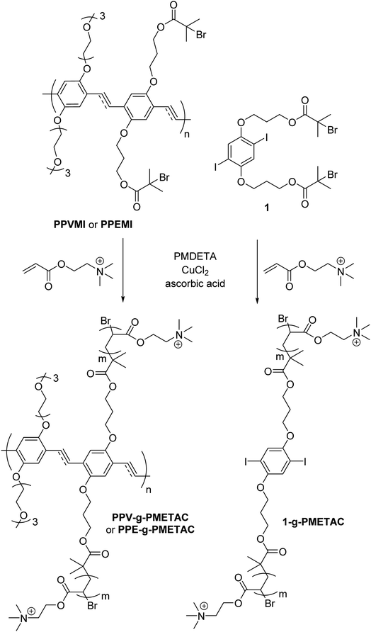 Antimicrobial synergy of cationic grafted poly( para -phenylene ...