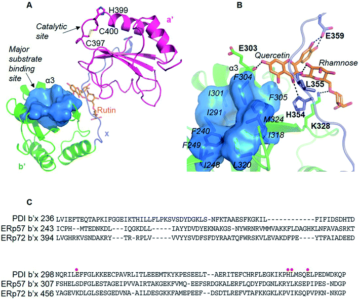 Molecular basis of rutin inhibition of protein disulfide isomerase (PDI ...