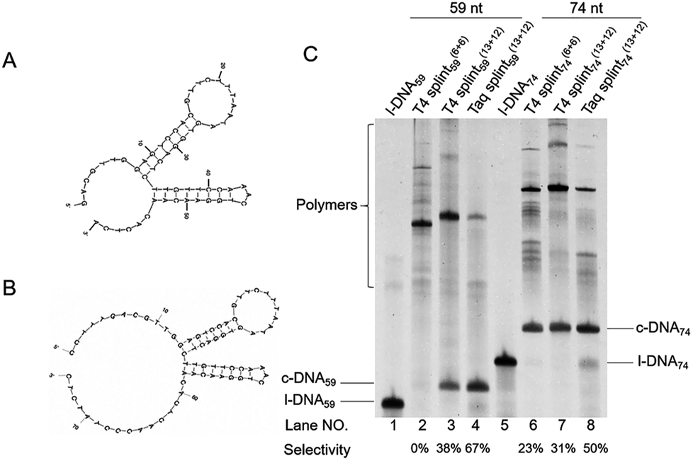 Cyclization of secondarily structured oligonucleotides to single ...