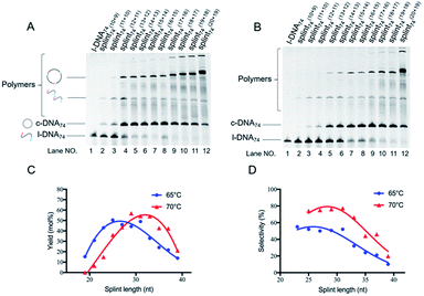 Cyclization of secondarily structured oligonucleotides to single ...