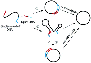 Cyclization of secondarily structured oligonucleotides to single ...