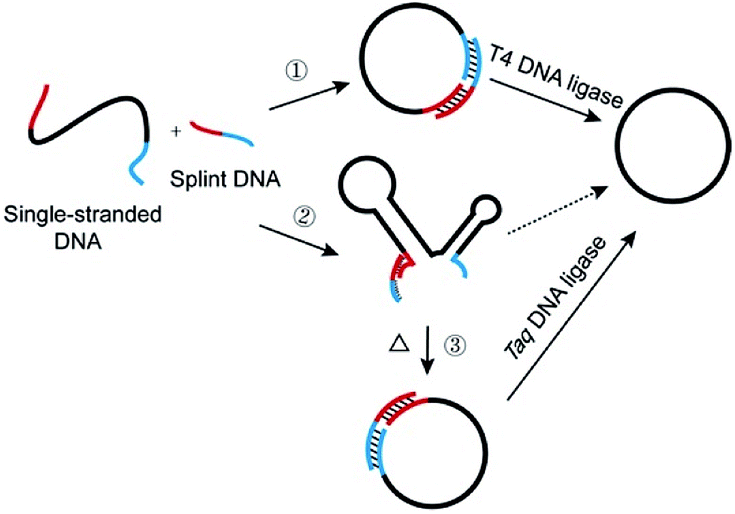 Cyclization of secondarily structured oligonucleotides to single ...