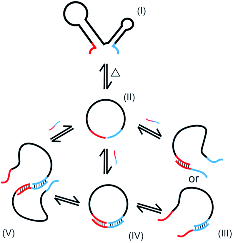 Cyclization of secondarily structured oligonucleotides to single ...