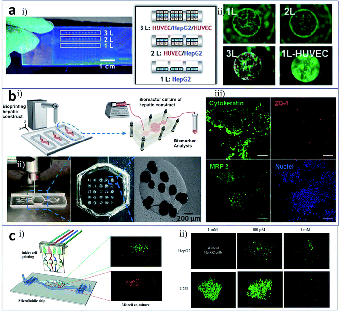 Bioprinting of 3D tissues/organs combined with microfluidics - RSC ...