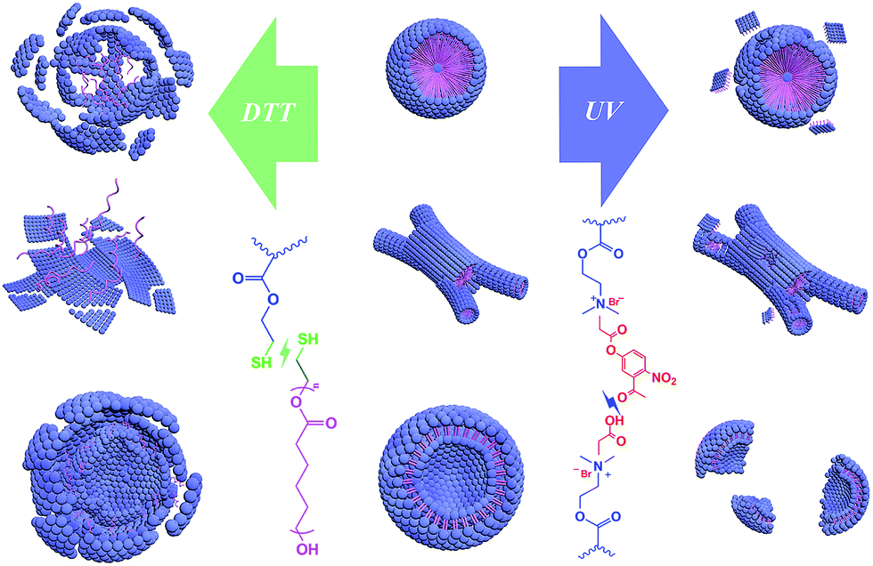 Controlled self-assembly into diverse stimuli-responsive ...
