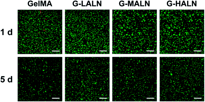 Injectable alendronate-functionalized GelMA hydrogels for ...