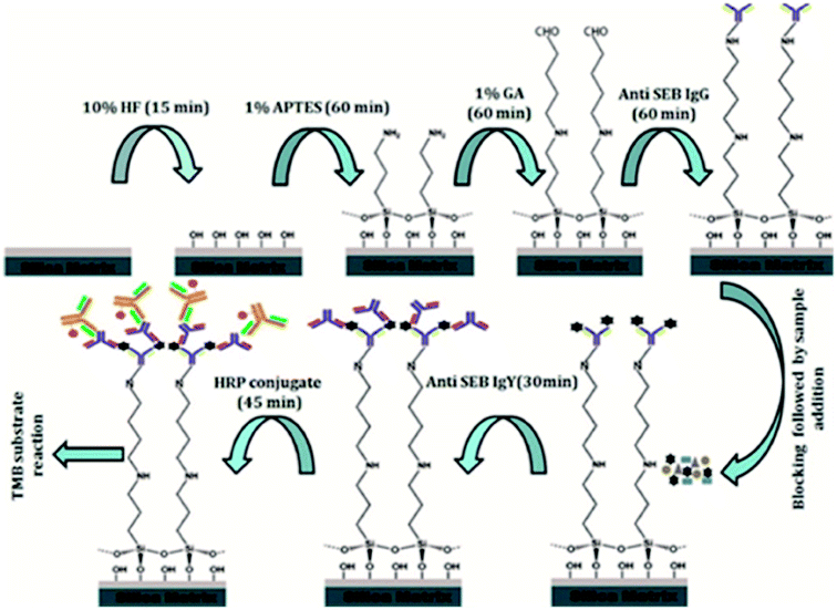 Development and evaluation of an IgY based silica matrix immunoassay ...