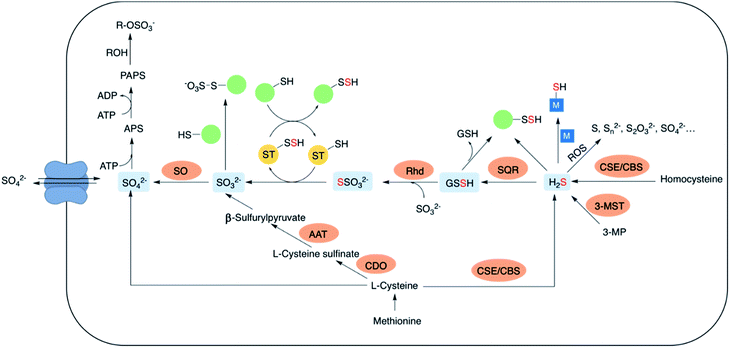 Small molecule generators of biologically reactive sulfur species - RSC ...