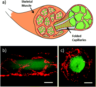 Hydrogel microfibers with perfusable folded channels for tissue ...