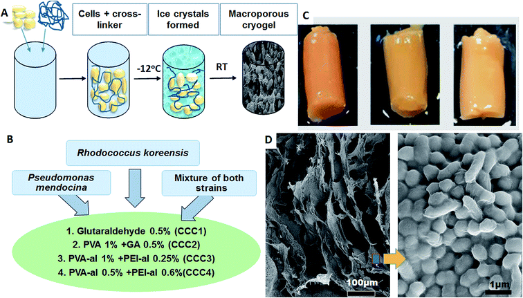 One-step formation of three-dimensional macroporous bacterial sponges ...