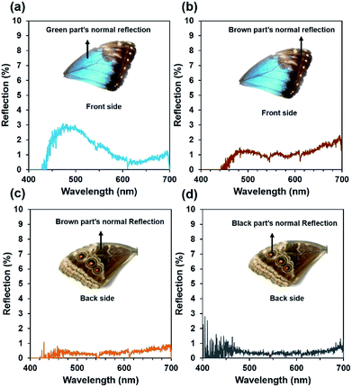 Morpho butterfly-inspired optical diffraction, diffusion, and bio ...