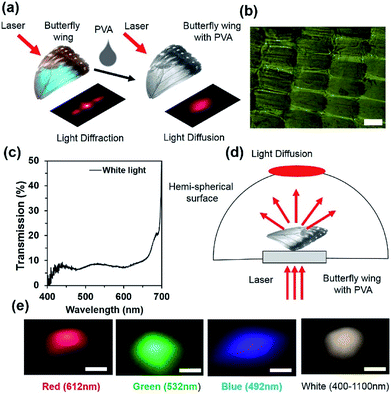 Morpho butterfly-inspired optical diffraction, diffusion, and bio ...