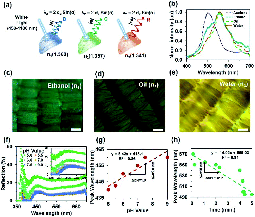 Morpho butterfly-inspired optical diffraction, diffusion, and bio ...