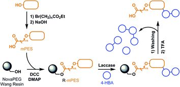 Elucidating the mechanism behind the laccase-mediated modification of ...