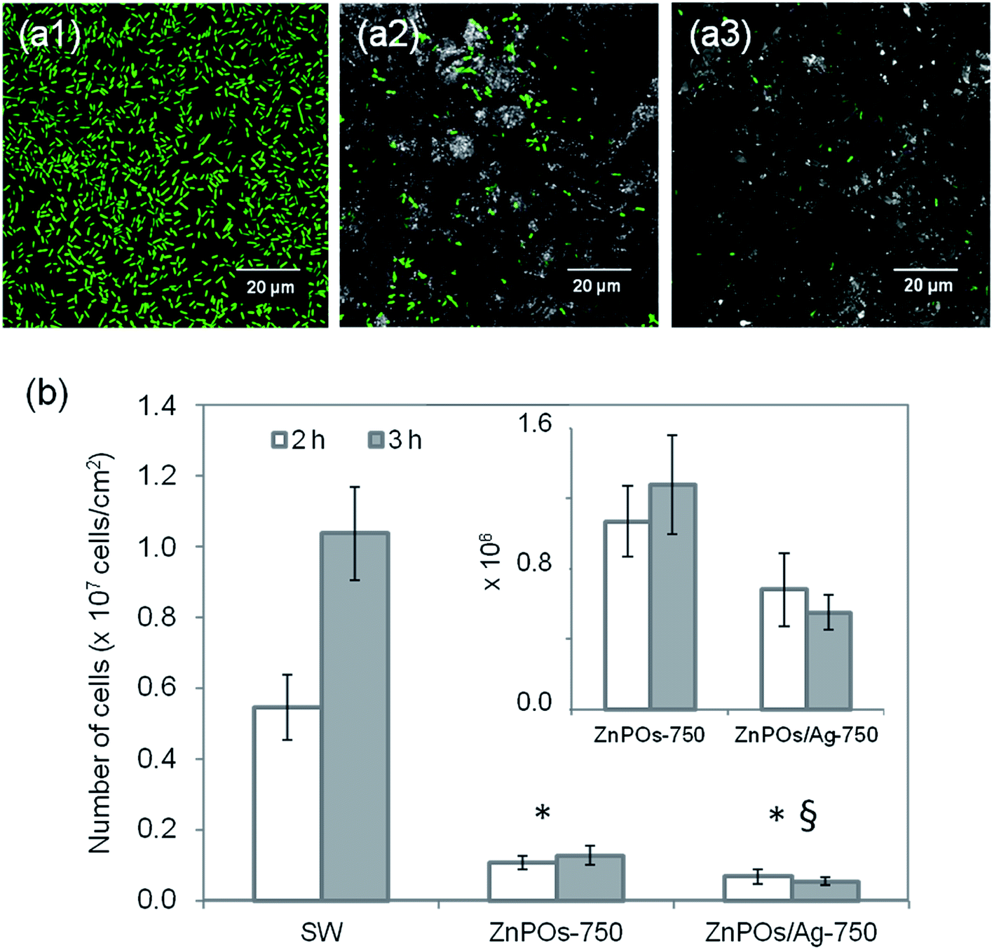 Bio-sourced phosphoprotein-based synthesis of silver-doped macroporous ...