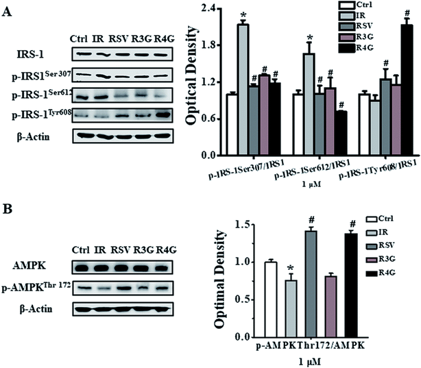 Resveratrol metabolites ameliorate insulin resistance in HepG2 ...