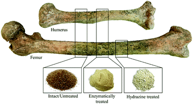 Biomaterials from human bone – probing organic fraction removal by ...