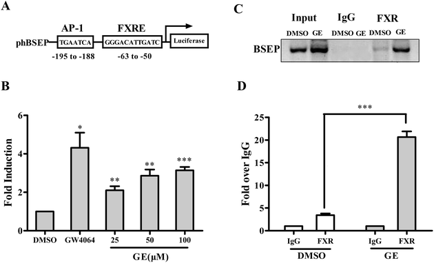 Mechanistic insights into geniposide regulation of bile salt export ...