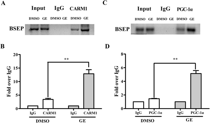 Mechanistic insights into geniposide regulation of bile salt export ...