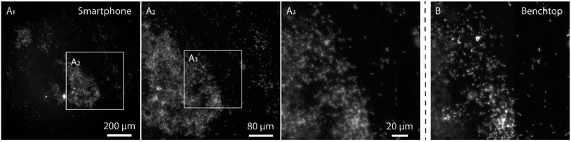 Identification of pathogenic bacteria in complex samples using a smartphone based fluorescence ...