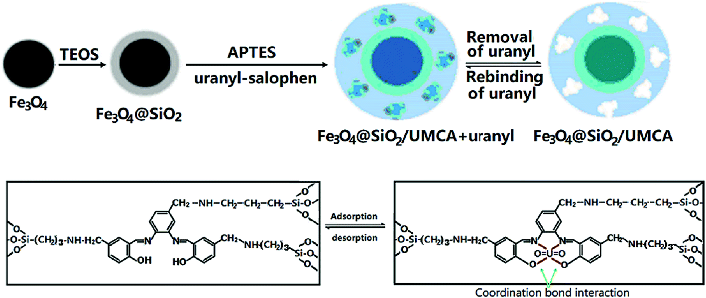 A study on the preparation and application of a core–shell surface ...