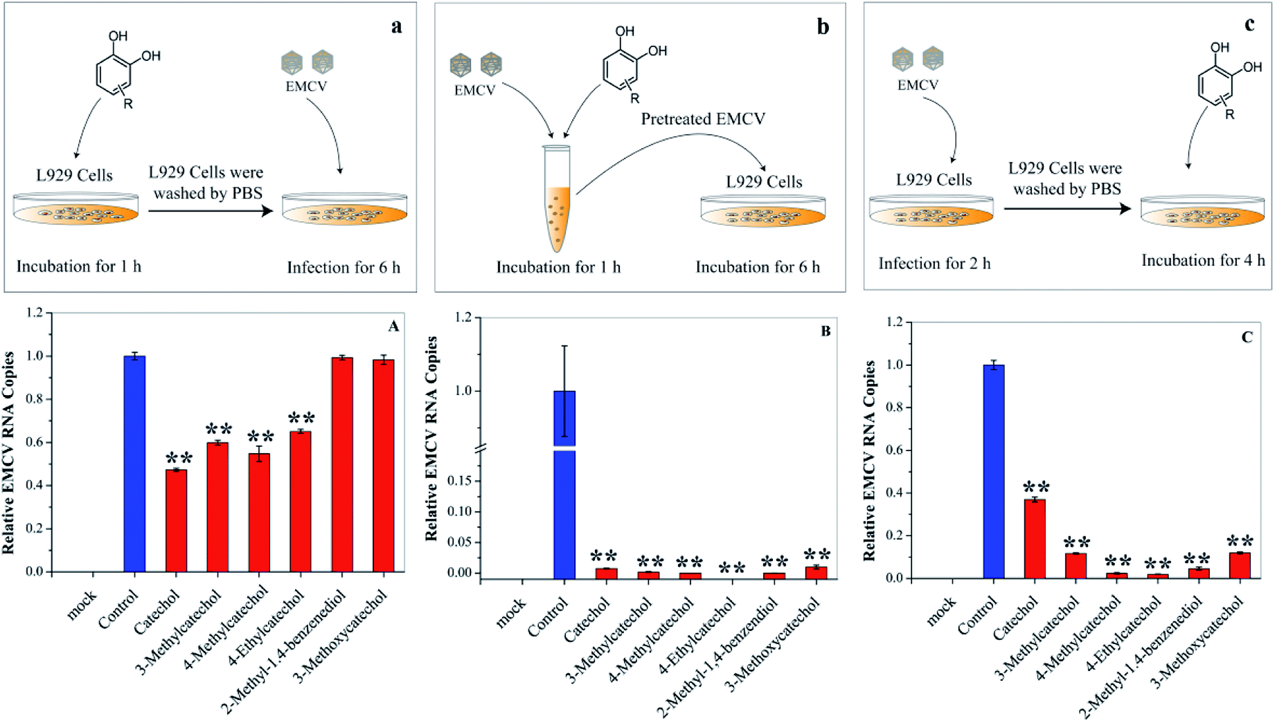 Structure-dependent antiviral activity of catechol derivatives in ...