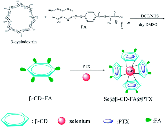 Targeted delivery of paclitaxel by functionalized selenium nanoparticles for anticancer therapy ...