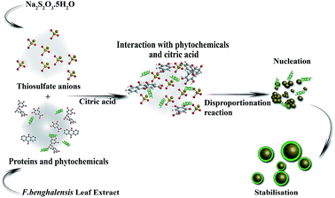 Green synthesis of sulfur nanoparticles and evaluation of their ...