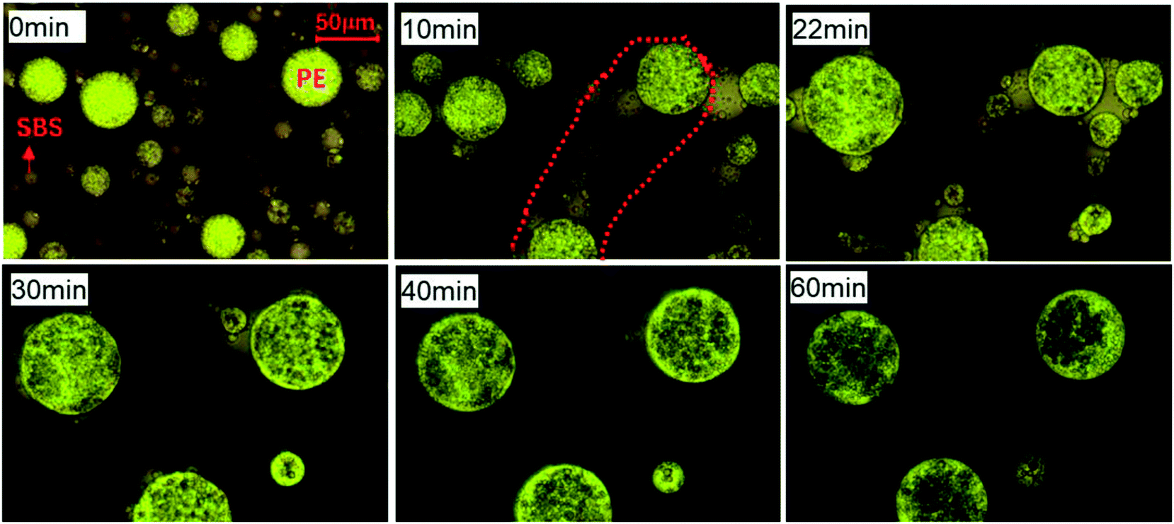 Correlation between phase separation and rheological behavior in ...