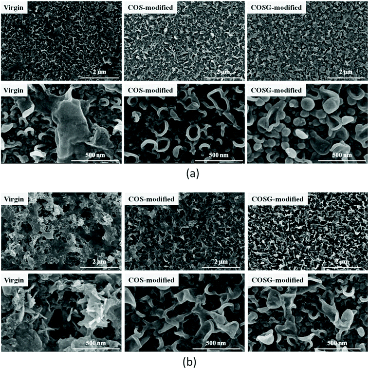 Biguanidine functional chitooligosaccharide modified reverse osmosis ...