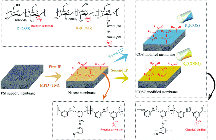 Biguanidine functional chitooligosaccharide modified reverse osmosis ...