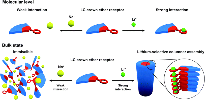 Selective lithium ion recognition in self-assembled columnar liquid ...