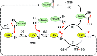 Glutaredoxins employ parallel monothiol–dithiol mechanisms to catalyze ...