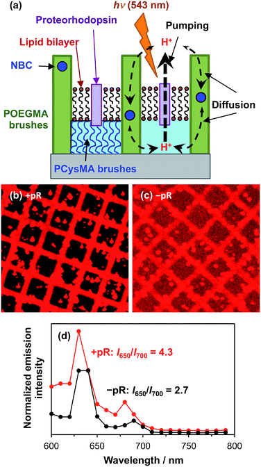 Fabrication of microstructured binary polymer brush “corrals” with ...
