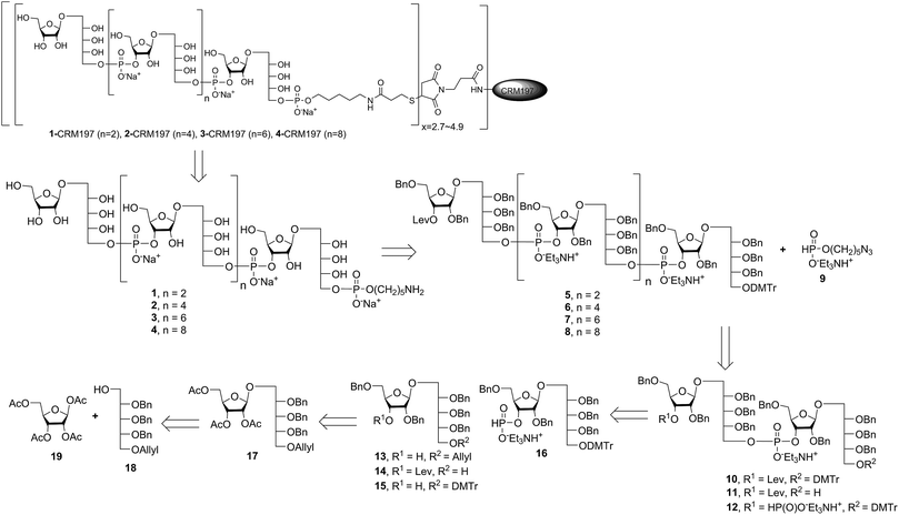 A modular synthetic route to size-defined immunogenic Haemophilus ...