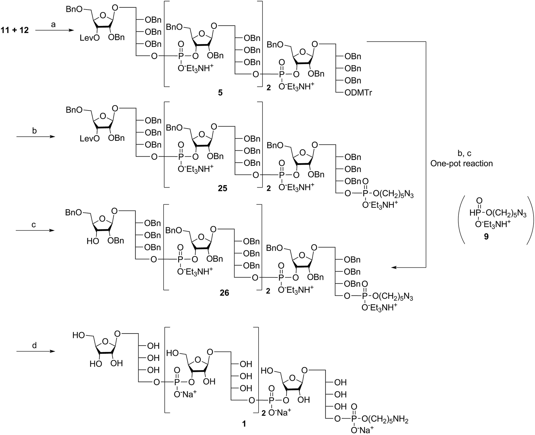 A modular synthetic route to size-defined immunogenic Haemophilus ...