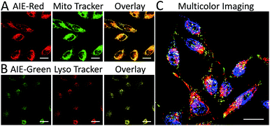 Multicolor monitoring of cellular organelles by single wavelength ...