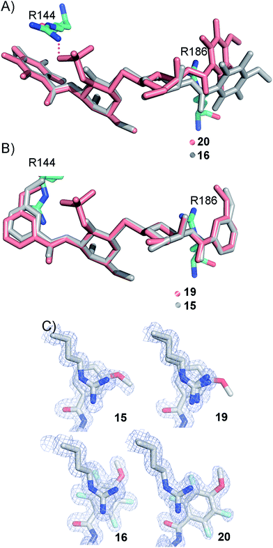 Designing interactions by control of protein–ligand complex ...