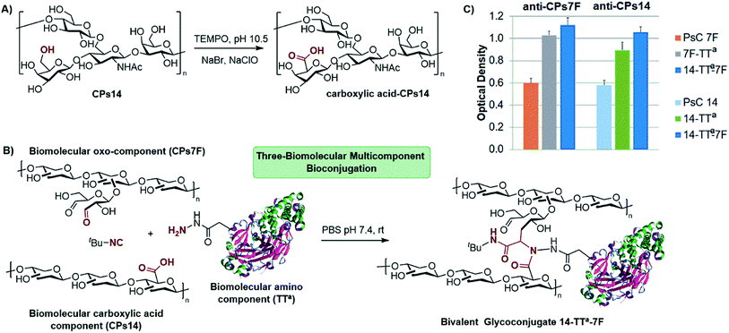 Multicomponent polysaccharide–protein bioconjugation in the development ...