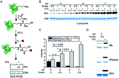 Chemical proteomic profiling of protein N -homocysteinylation with a ...