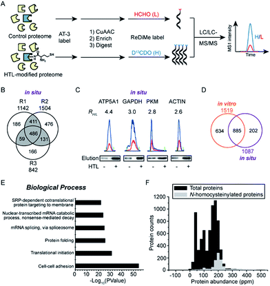 Chemical proteomic profiling of protein N -homocysteinylation with a ...