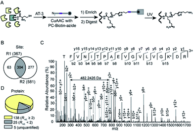 Chemical proteomic profiling of protein N -homocysteinylation with a ...