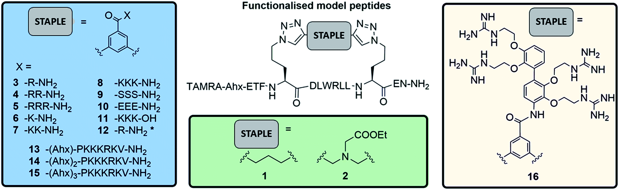 Stapled peptides as a new technology to investigate protein–protein ...