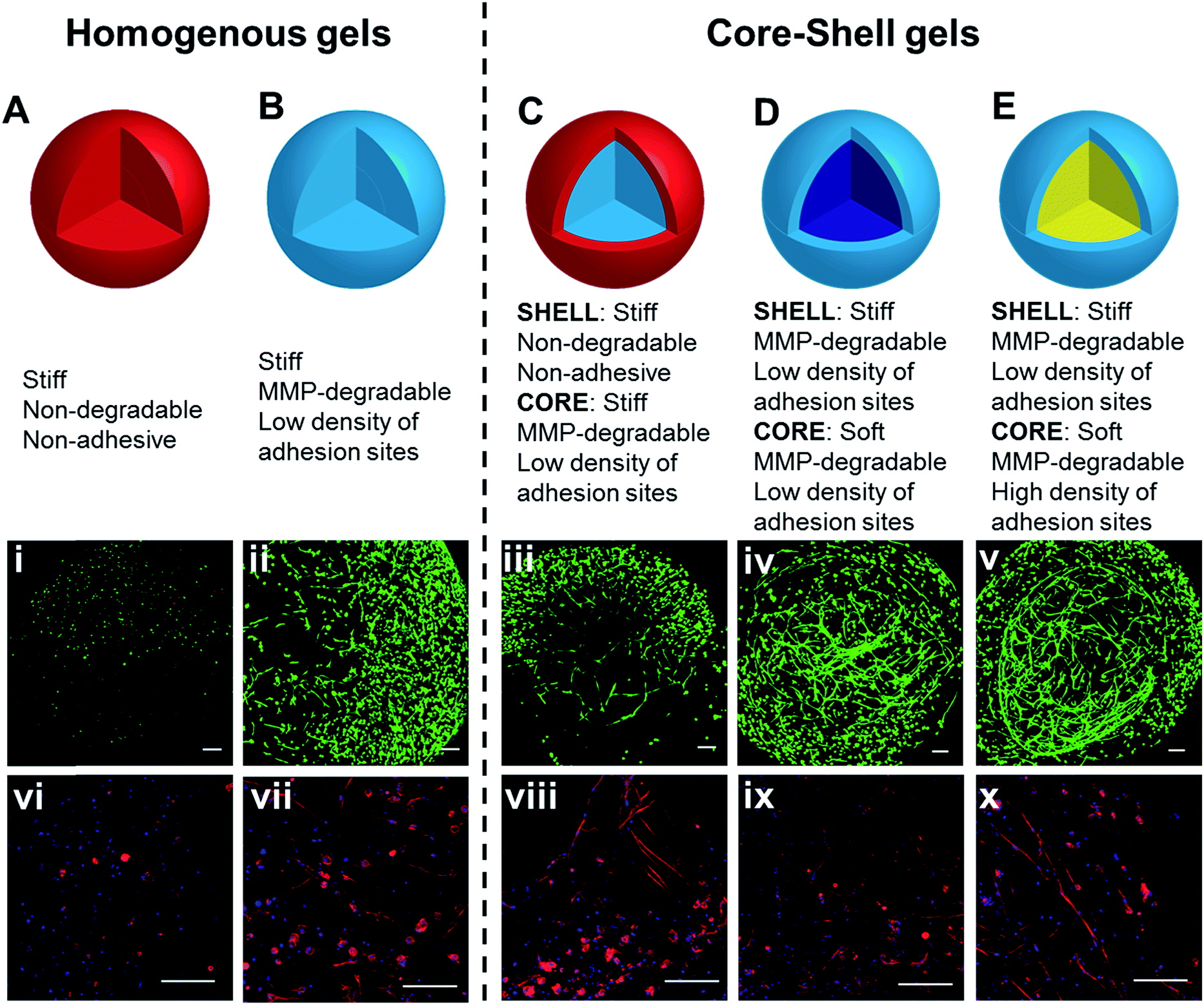 Core–shell patterning of synthetic hydrogels via interfacial ...