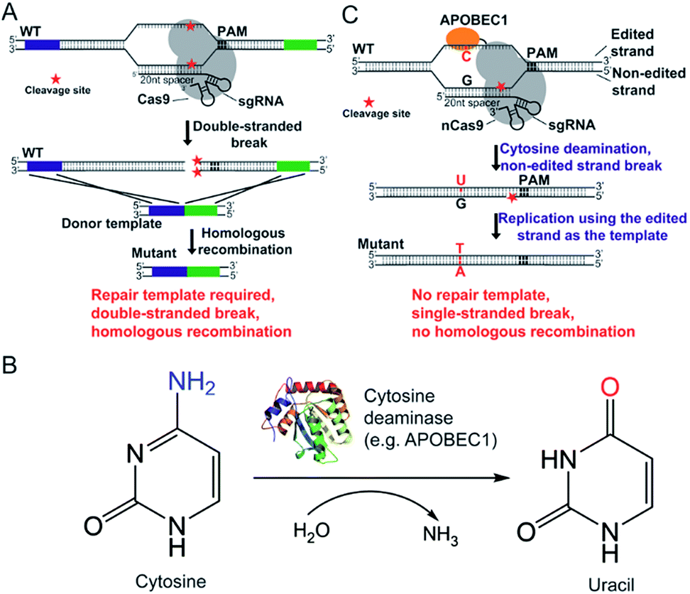 Highly efficient base editing in Staphylococcus aureus using an ...