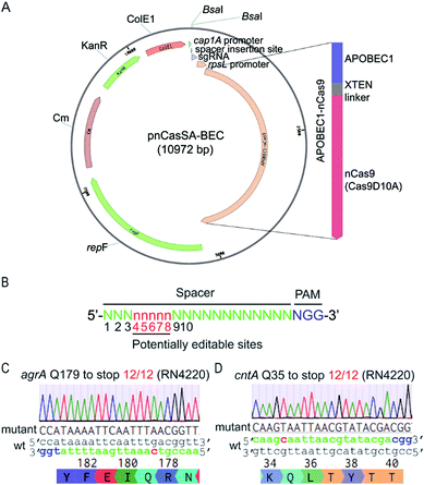Highly efficient base editing in Staphylococcus aureus using an ...