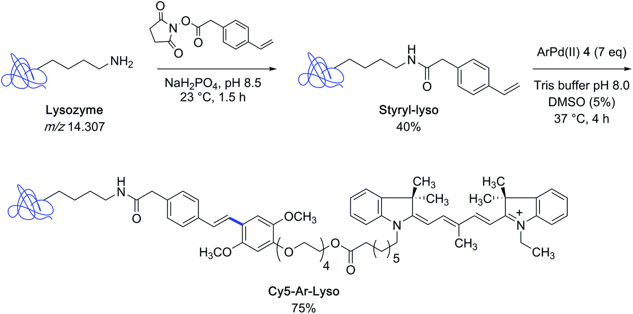 Aryl transition metal chemical warheads for protein bioconjugation ...
