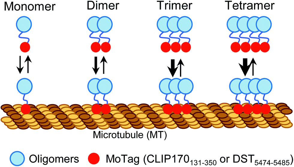 Genetically encoded tags for real time dissection of protein assembly ...